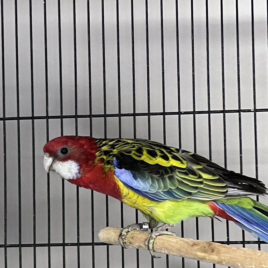 Попугай Разнла