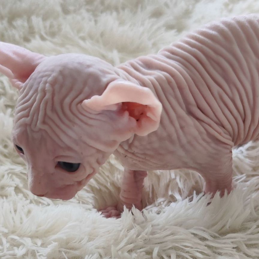 Канадский сфинкс котёнок