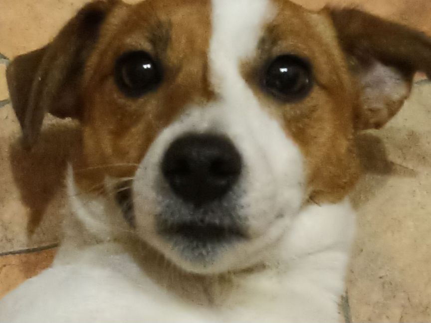 Джек Рассел терьер