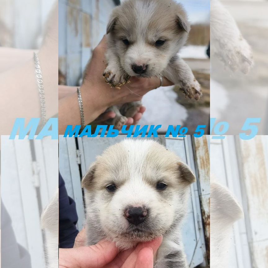 Щенок в добрые руки