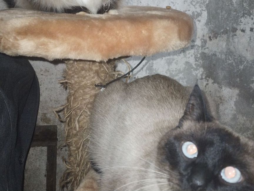 Кошка