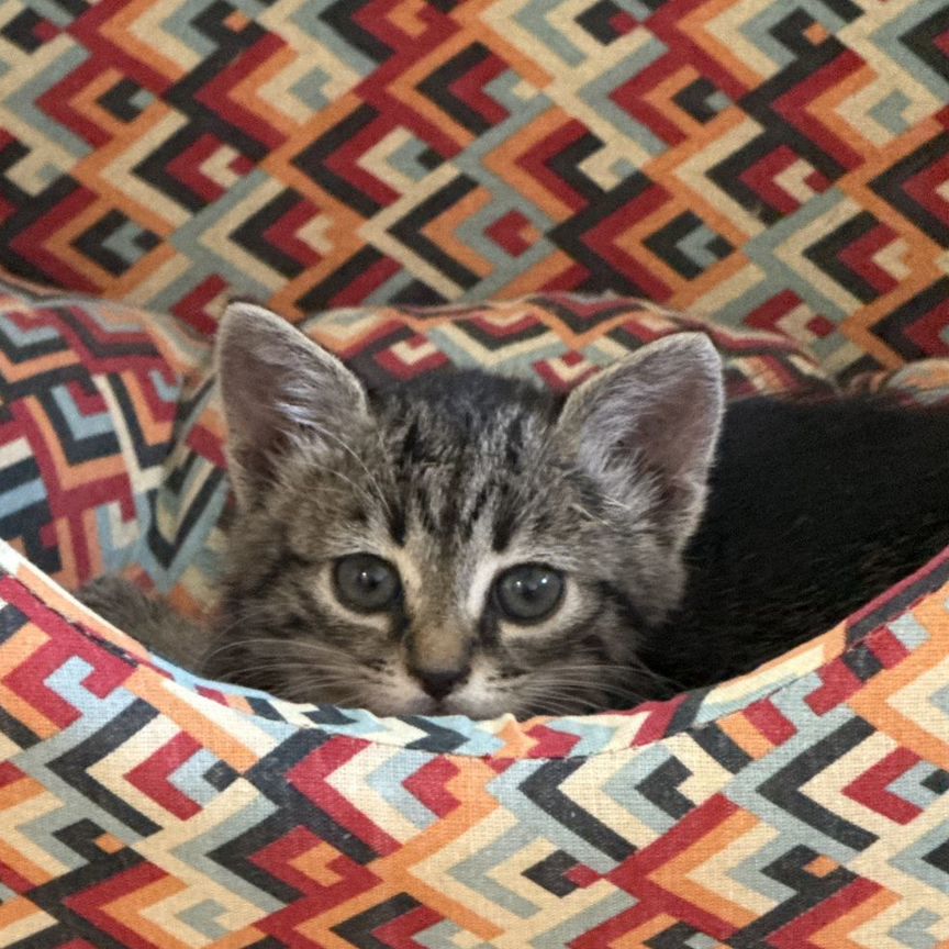 Котёнок в добрые руки