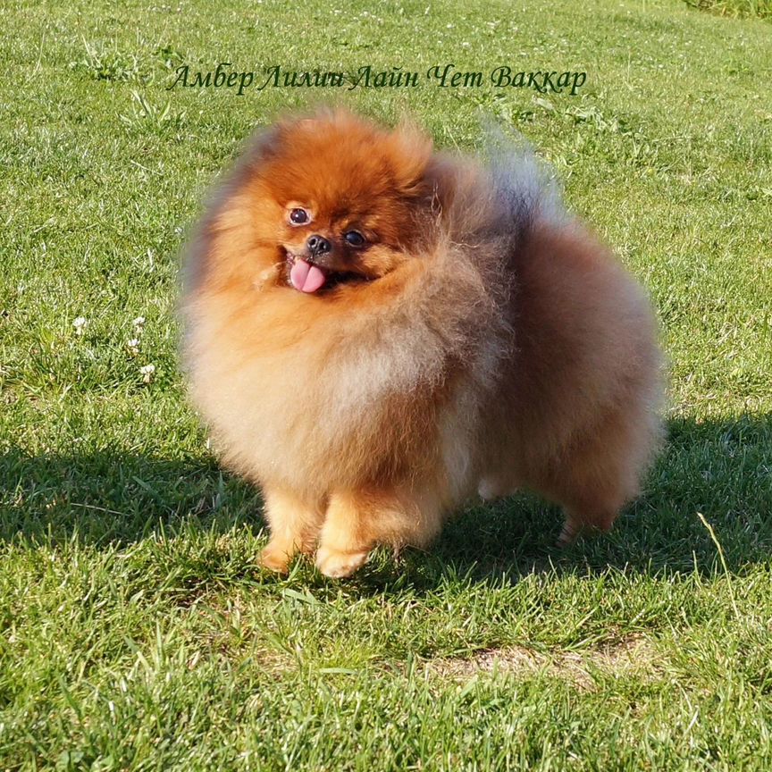 Померанский шпиц