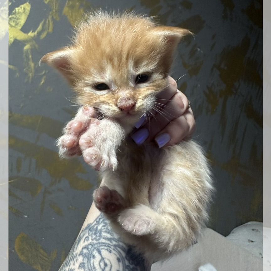 Мейн-кун котёнок