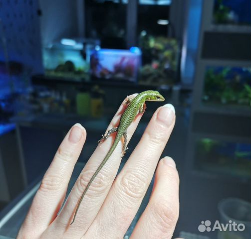 Изумрудный древесный сцинк Lamprolepis smaragdina купить в Москве ...