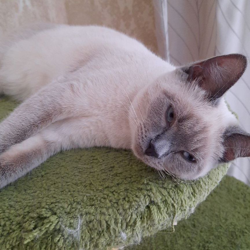 Кошка
