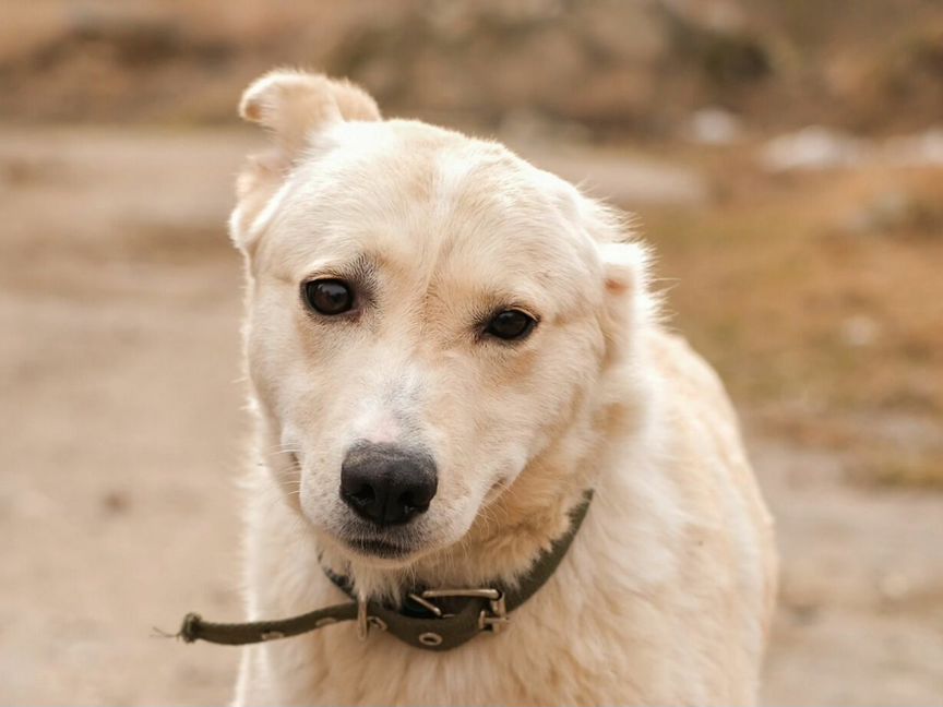 Небольшая спокойная Лесси из приюта