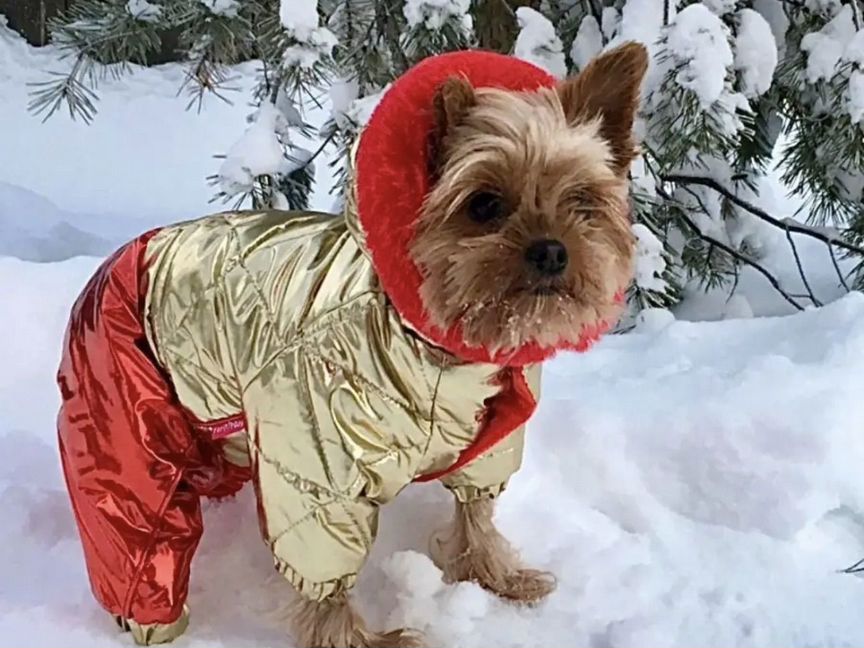 Зимний комбинезон для собак мелких пород ForMyDogs