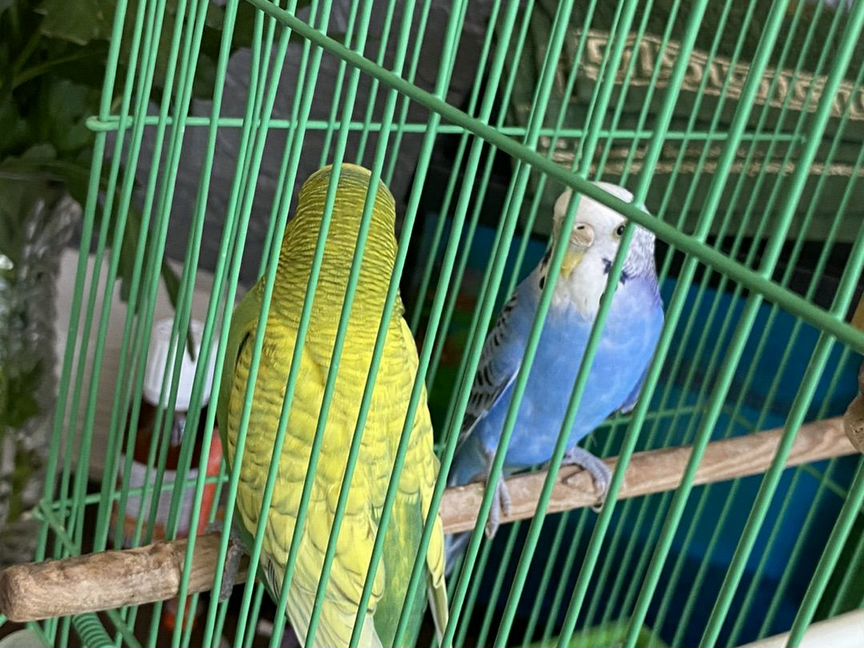 Волнистый попугай с клеткой