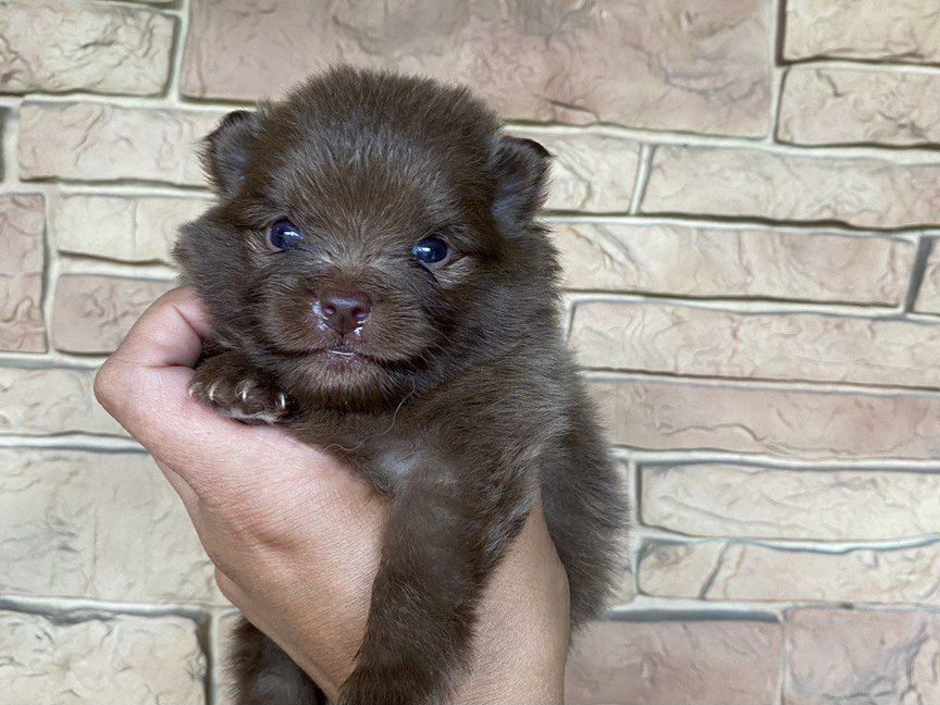 Померанский шпиц