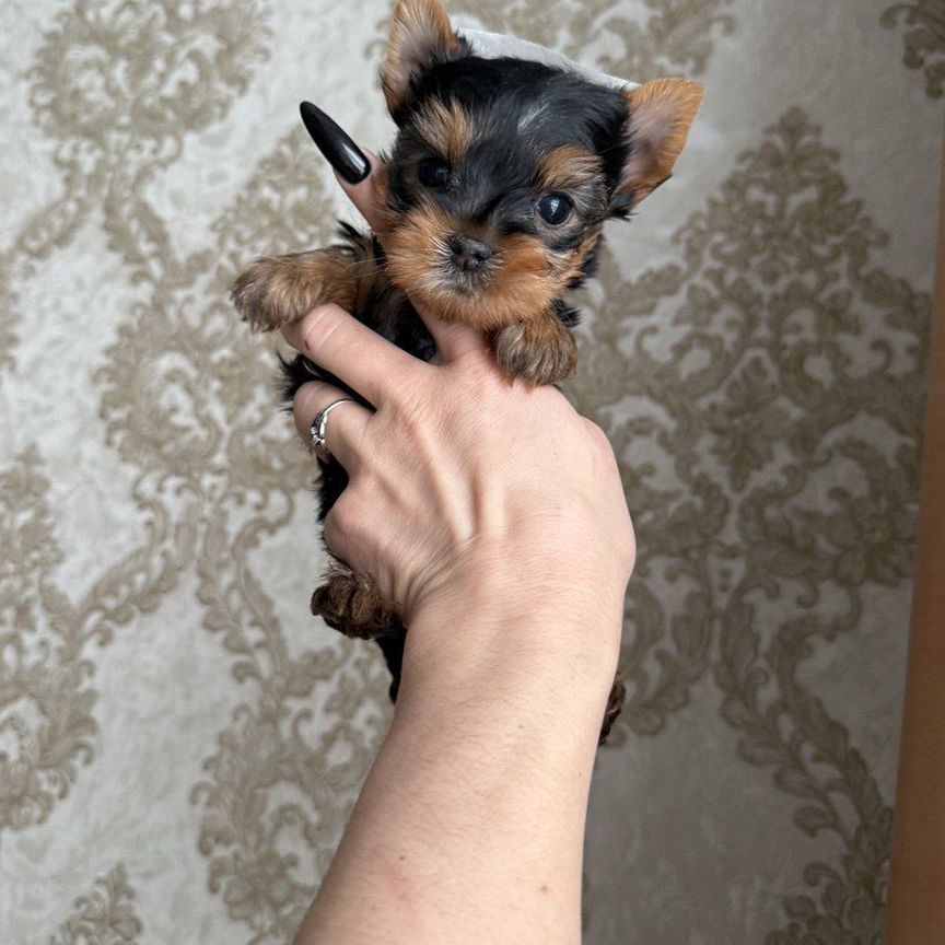 Йоркширский терьер, щенок