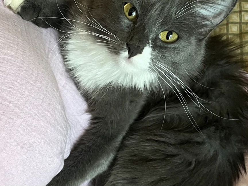 Котёнок девочка 7-8 мес