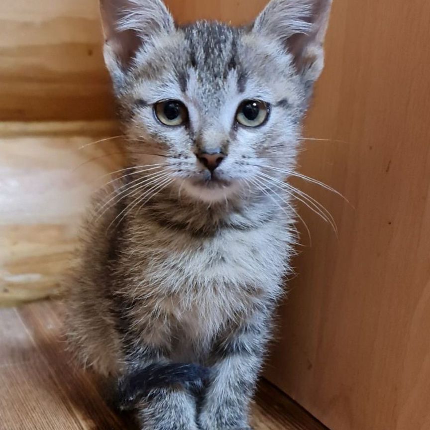 Котёнок-девочка никому не нужная