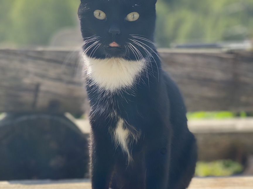 Кошечка и котята