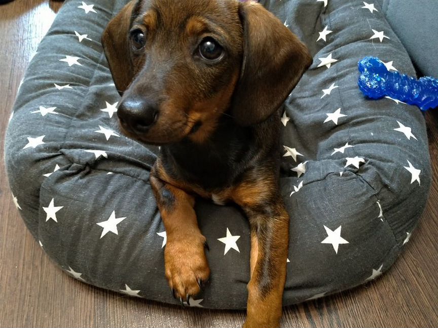 Миниатюрная такса