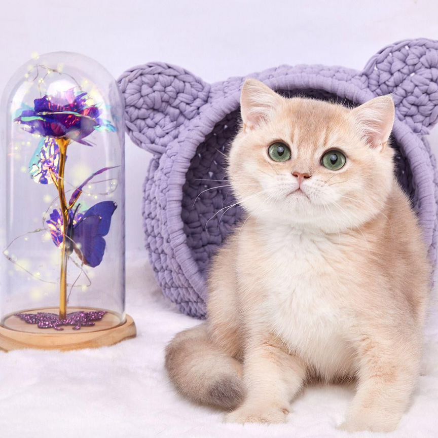 Британский короткошёрстный котёнок