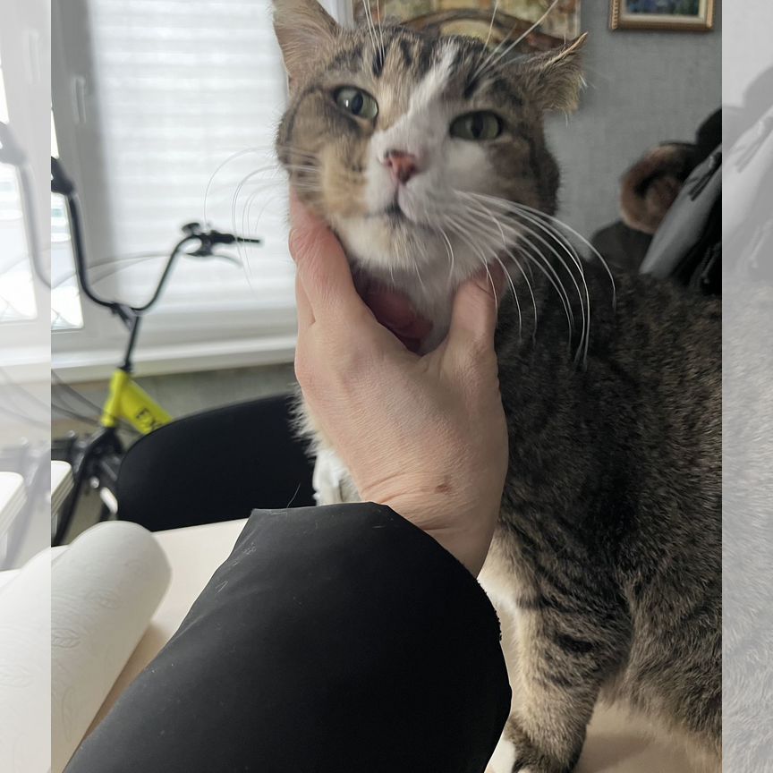 Взрослый кот в добрые руки