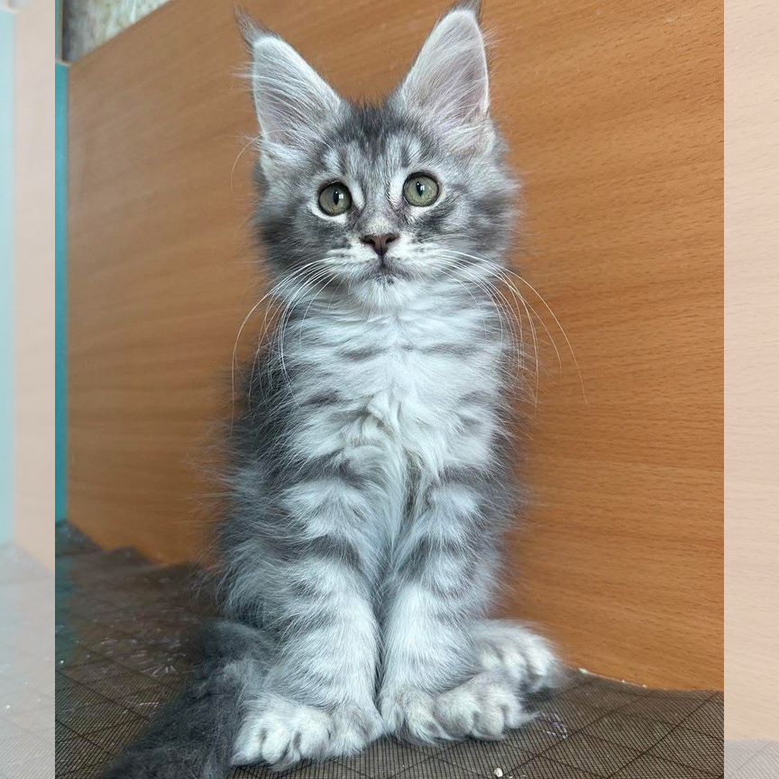 Мейн-кун котёнок