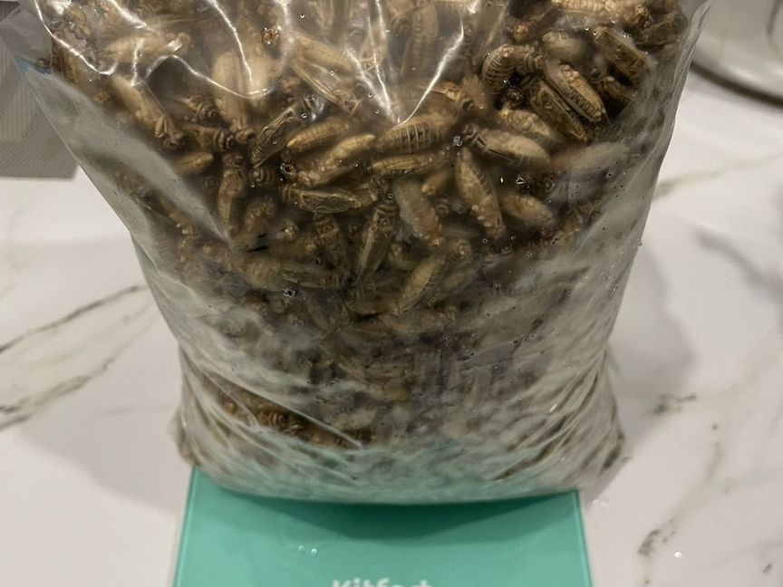 Сверчки домовые замороженные просеянные