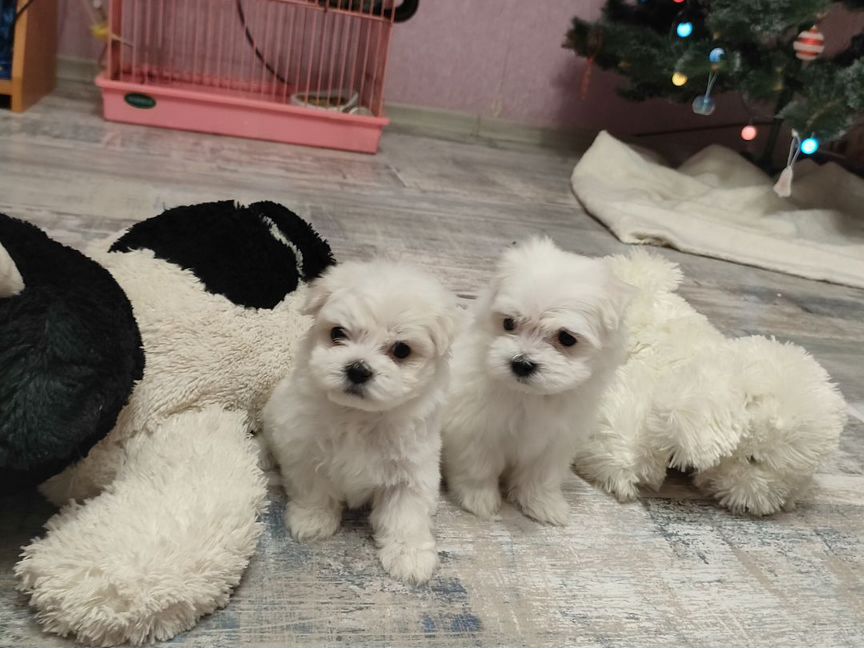 Мальтийская болонка