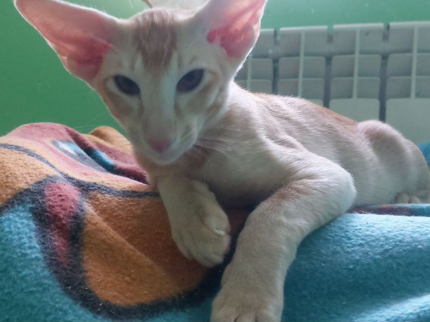 Ориентальный мальчишка