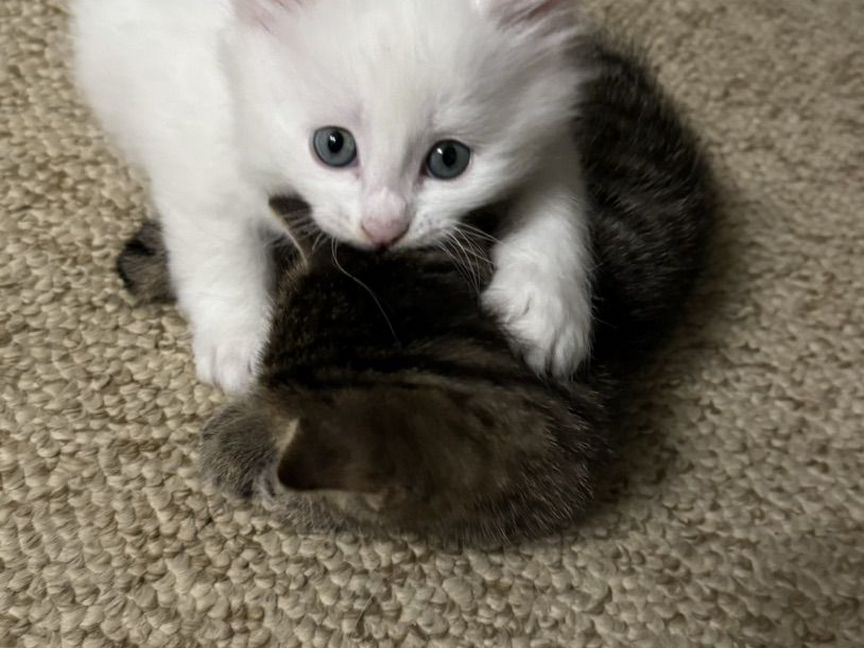 Котенок мальчик