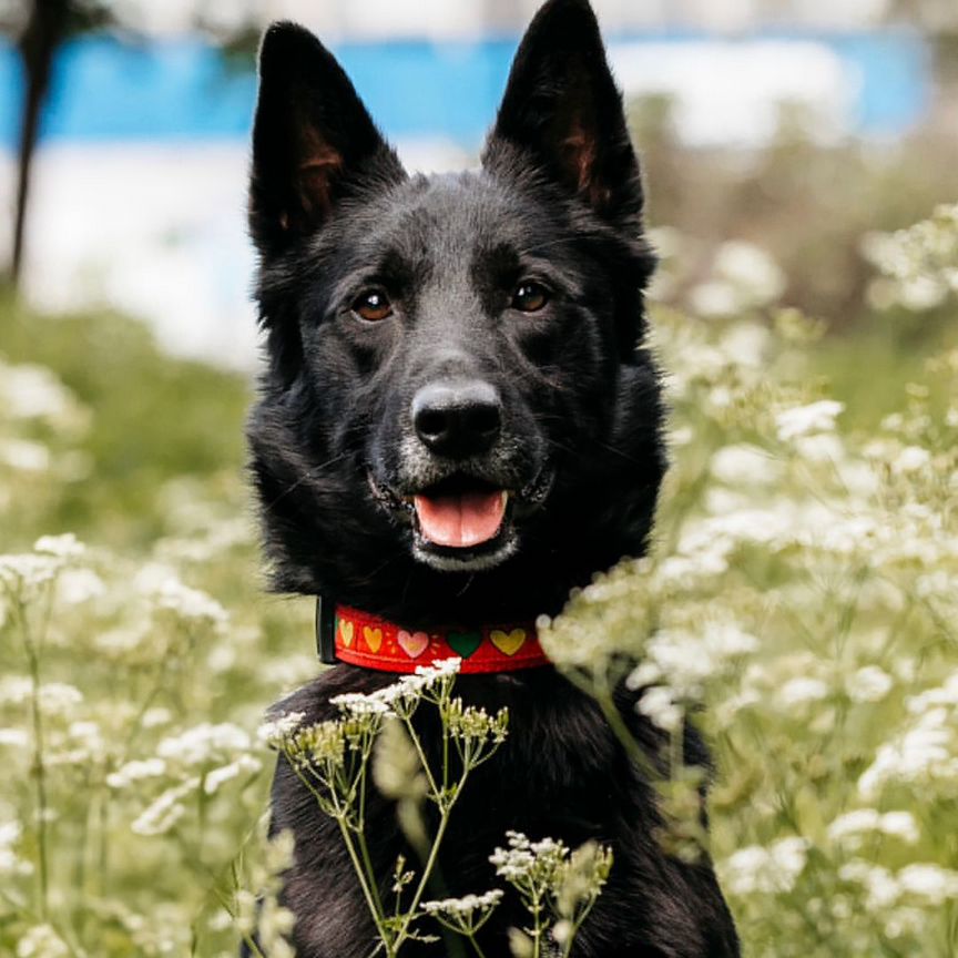 Черный красавец в добрые руки