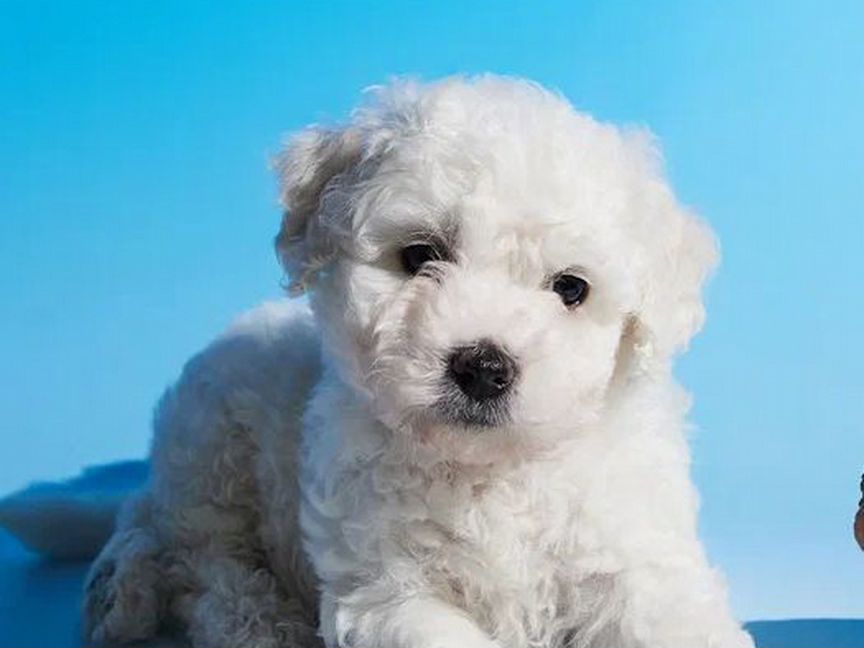 Щенки бишон фризе