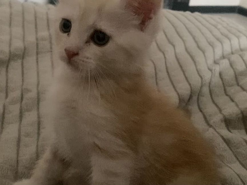 Котёнок мейн-кун метис