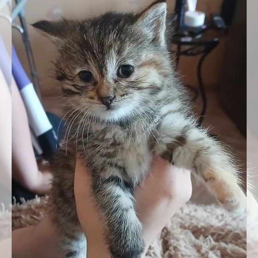 Котёнок в добрые руки