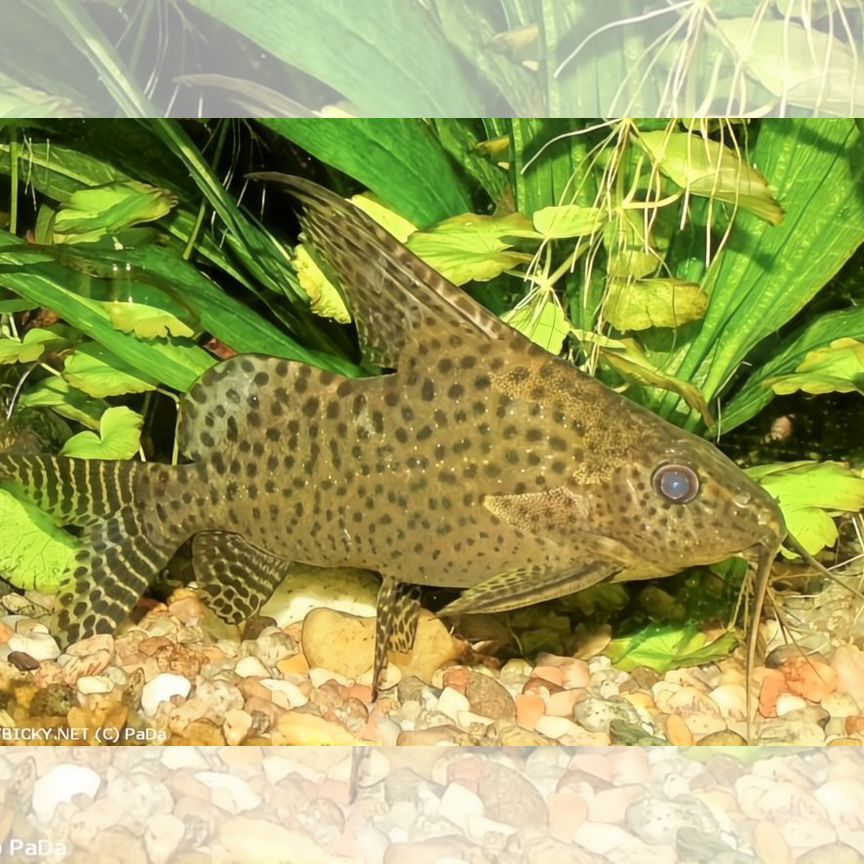 Синодонтис