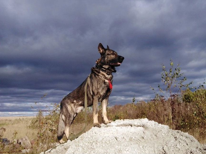 Вязка кобель вео