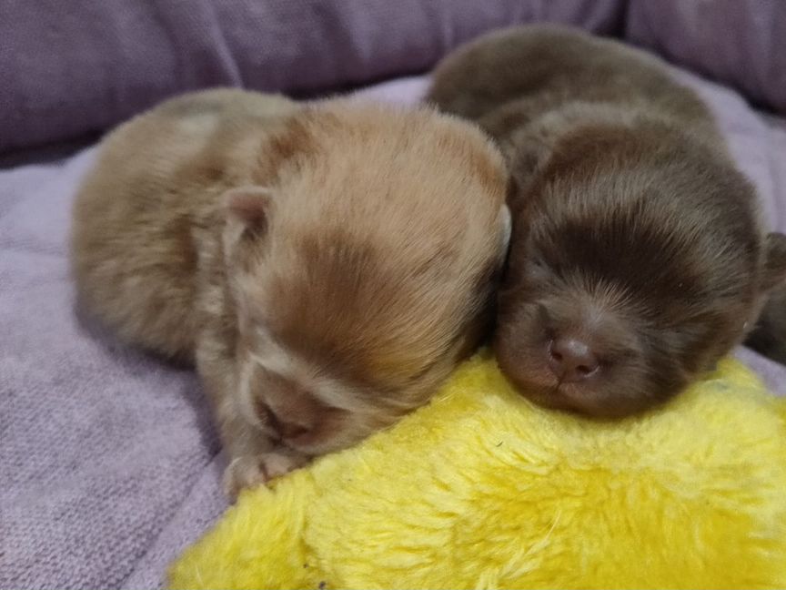 Цветные детки