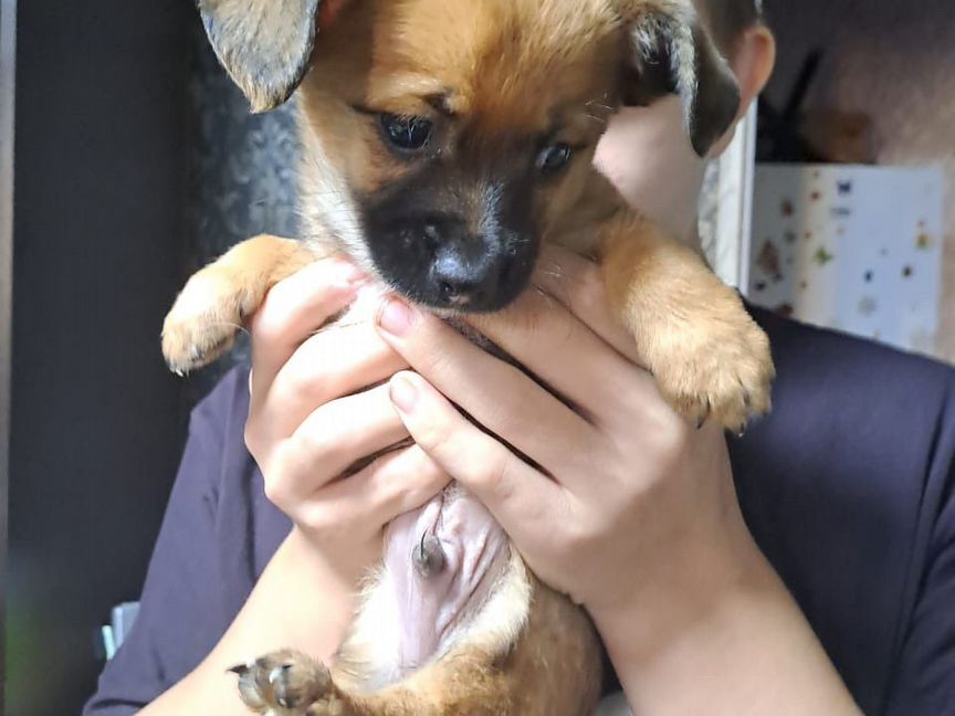 Отдаем в хорошие руки