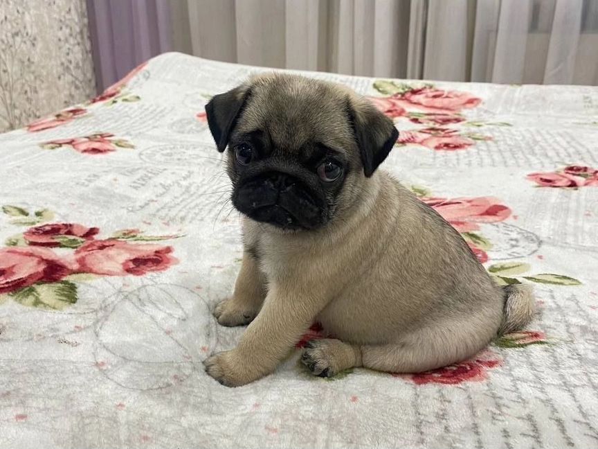 Щенки мопса