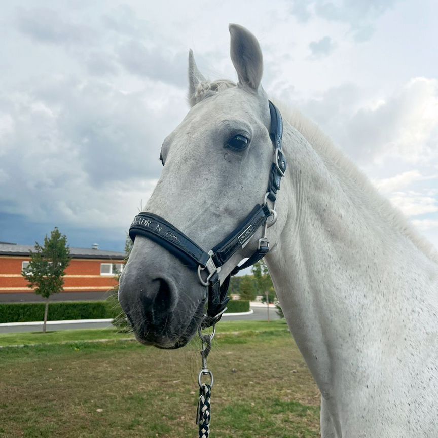 Конная амуниция бу