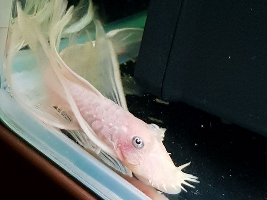 Анциструс 144 вуаль