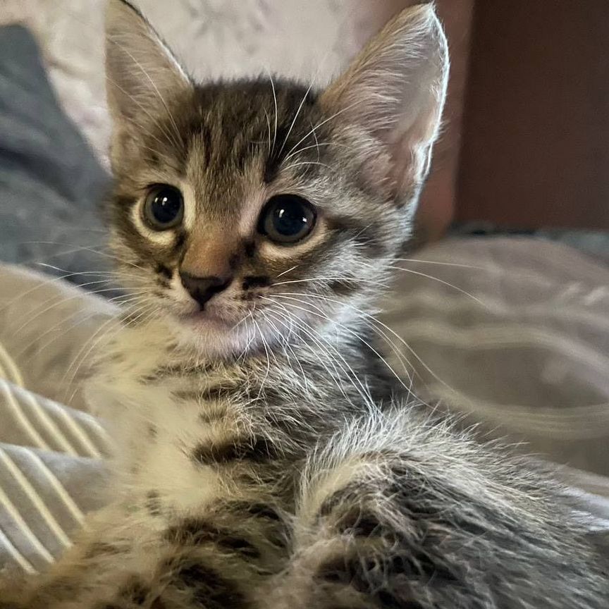 Котенок девочка в добрые руки