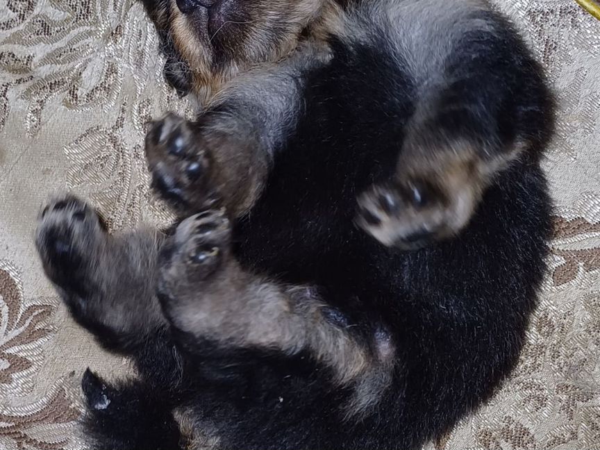 Колобочки шпицики