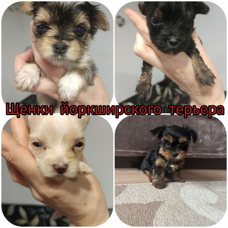 Щенки Йоркширский терьера девочки и мальчик к нг