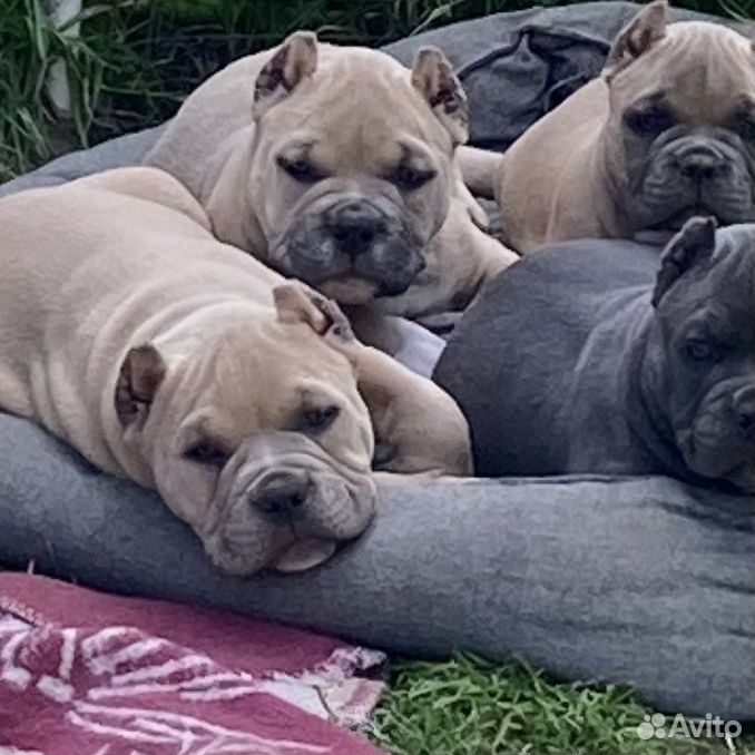 Американский булли дети