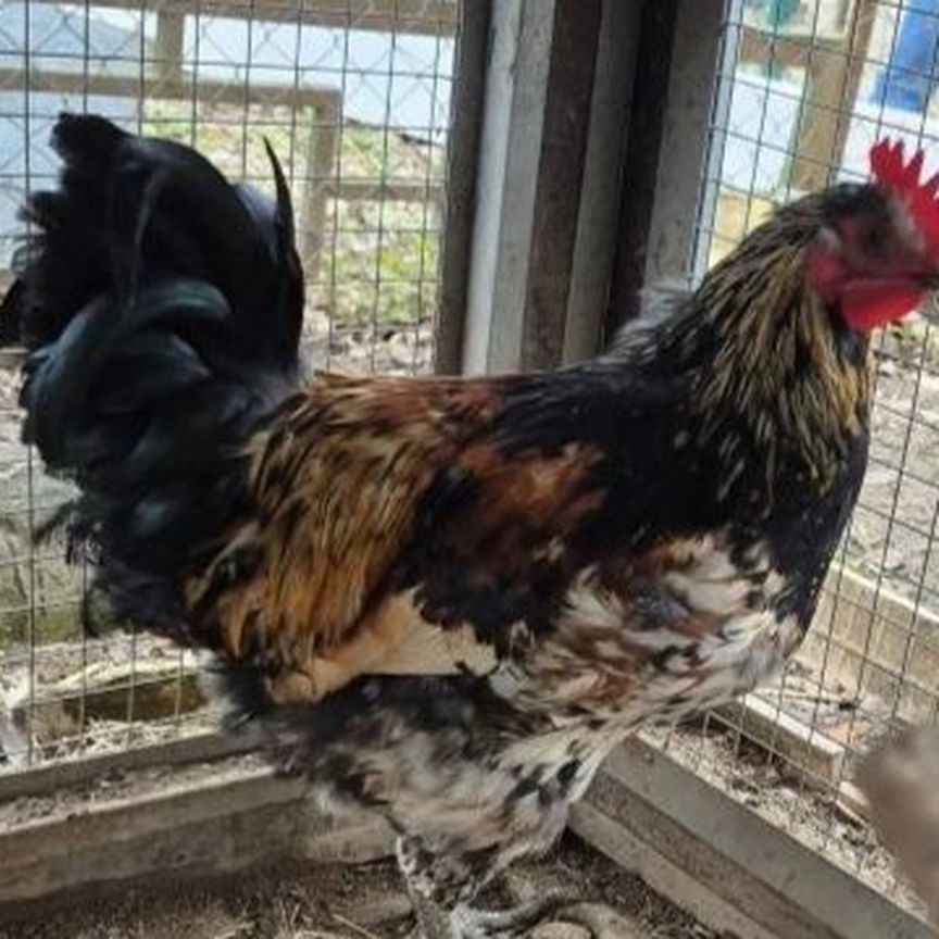 Петух молодой домашний