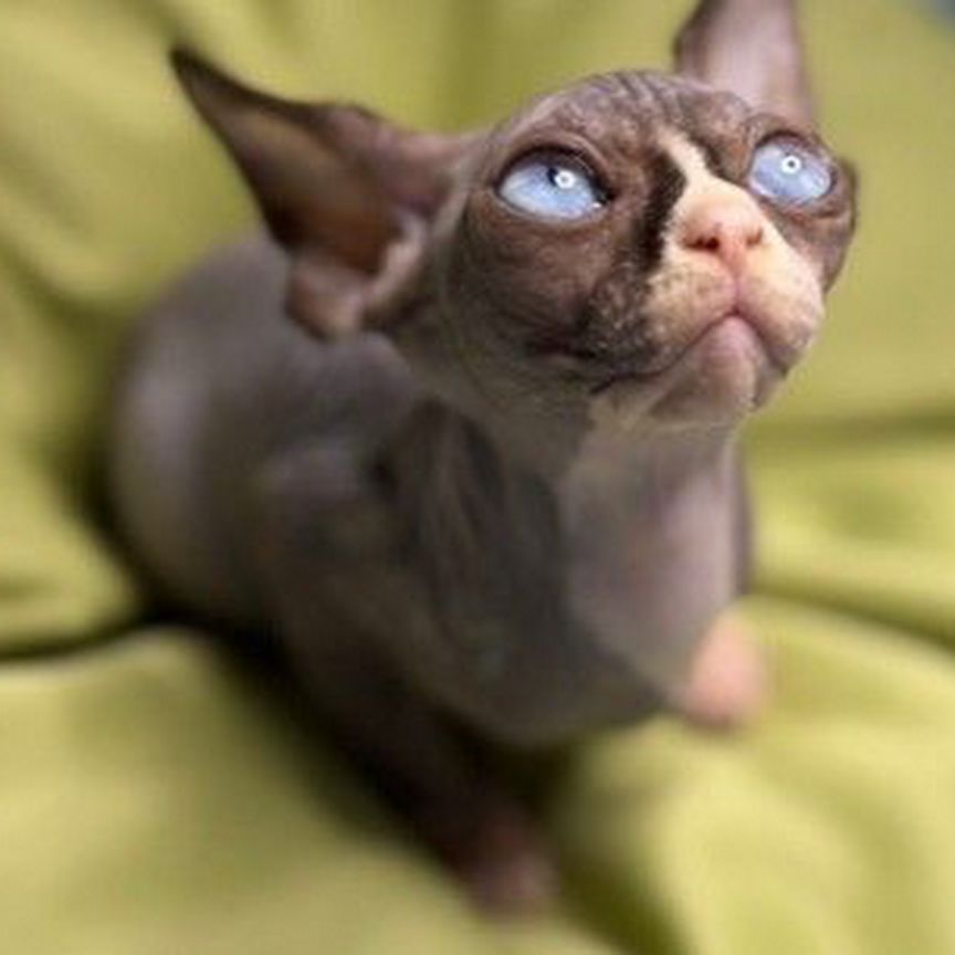 Канадский сфинкс котёнок