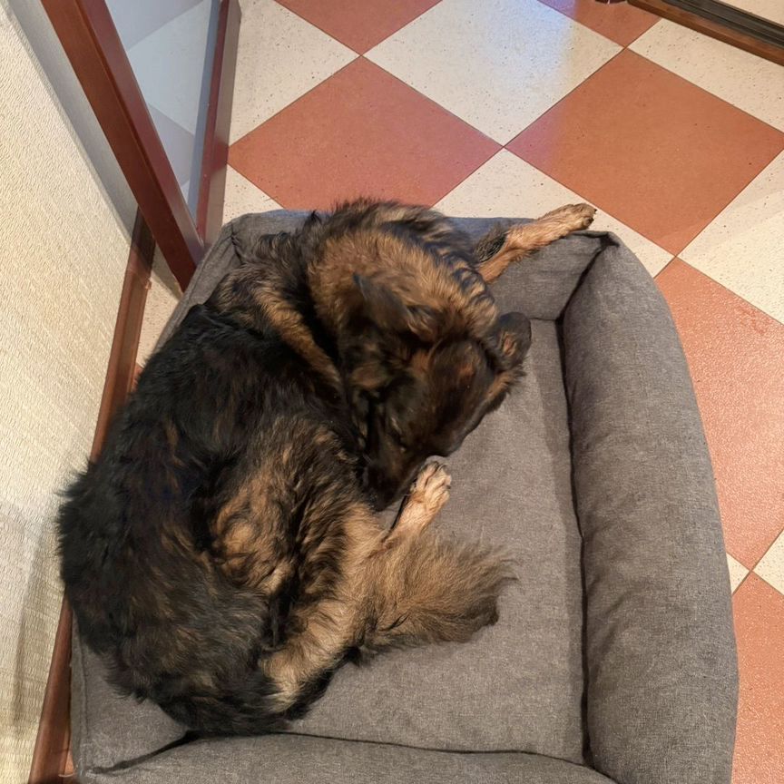 Подстилка для большой собаки