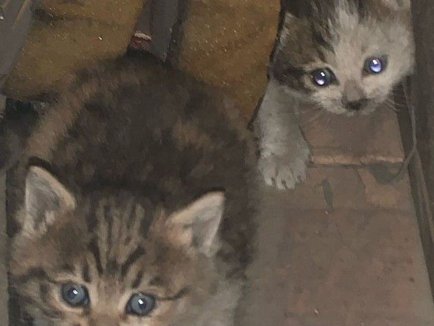 Котята в добрые руки