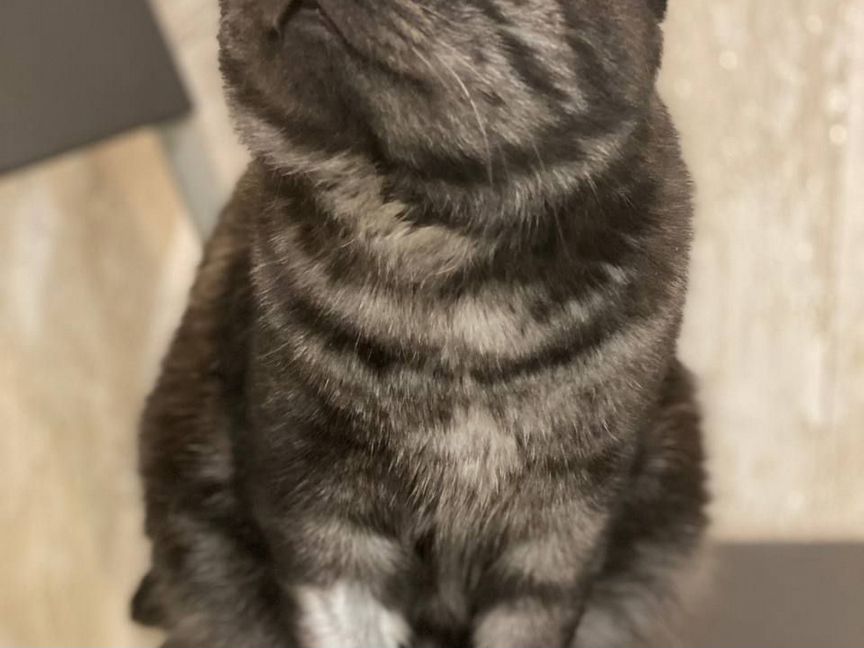 Большой кот