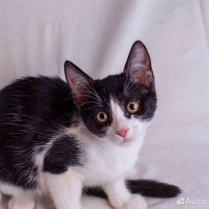 Котенок Яся в дар