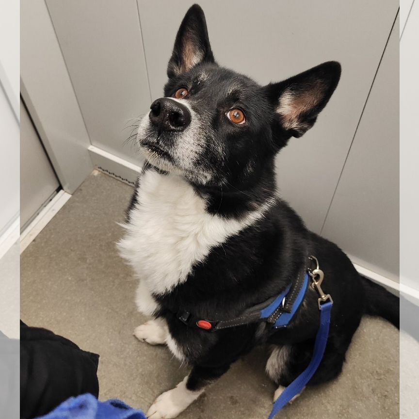 Взрослый пёс в добрые руки