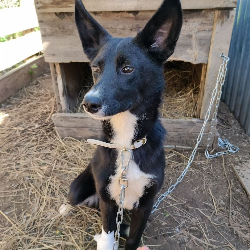 В добрые руки