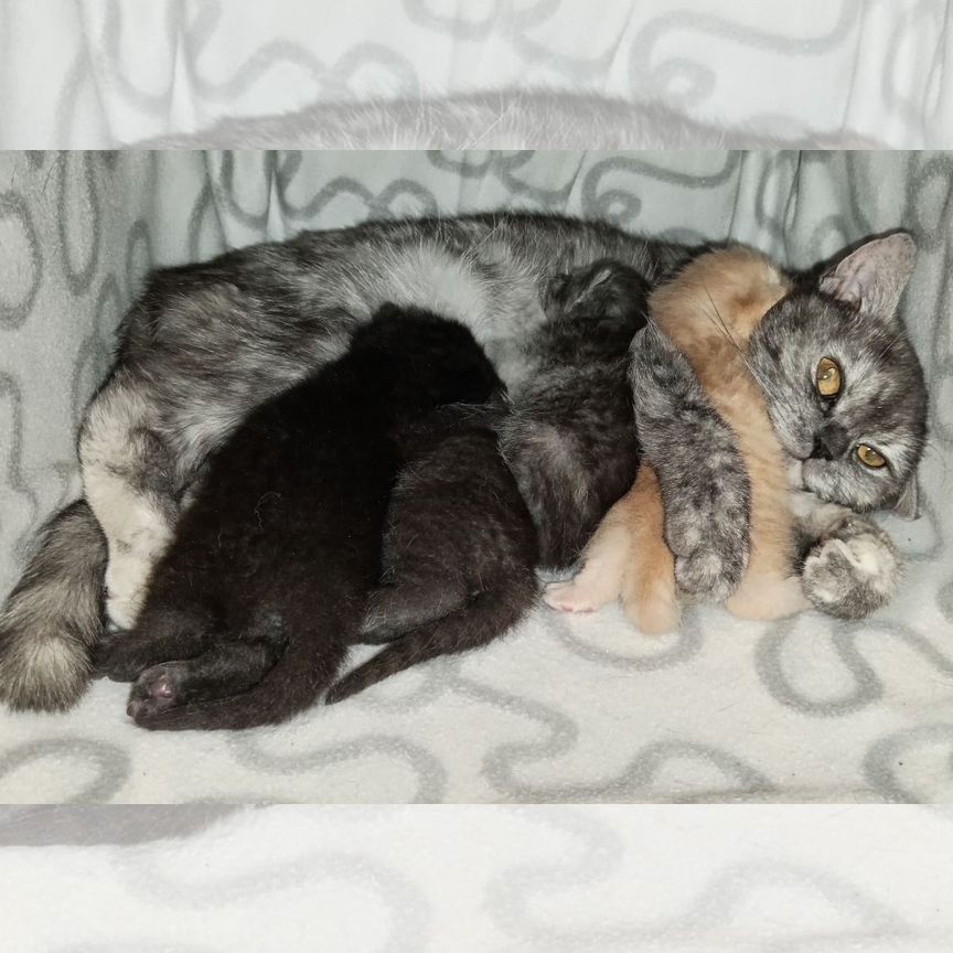 Шотландские породистые котята
